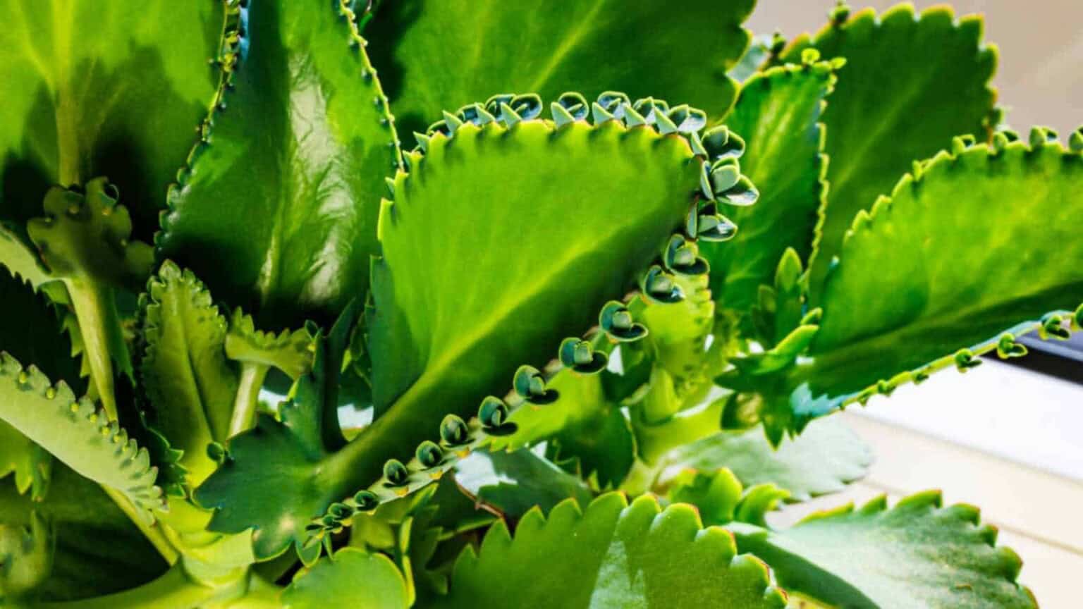 How to Grow and Care for Mother of Thousands Plant