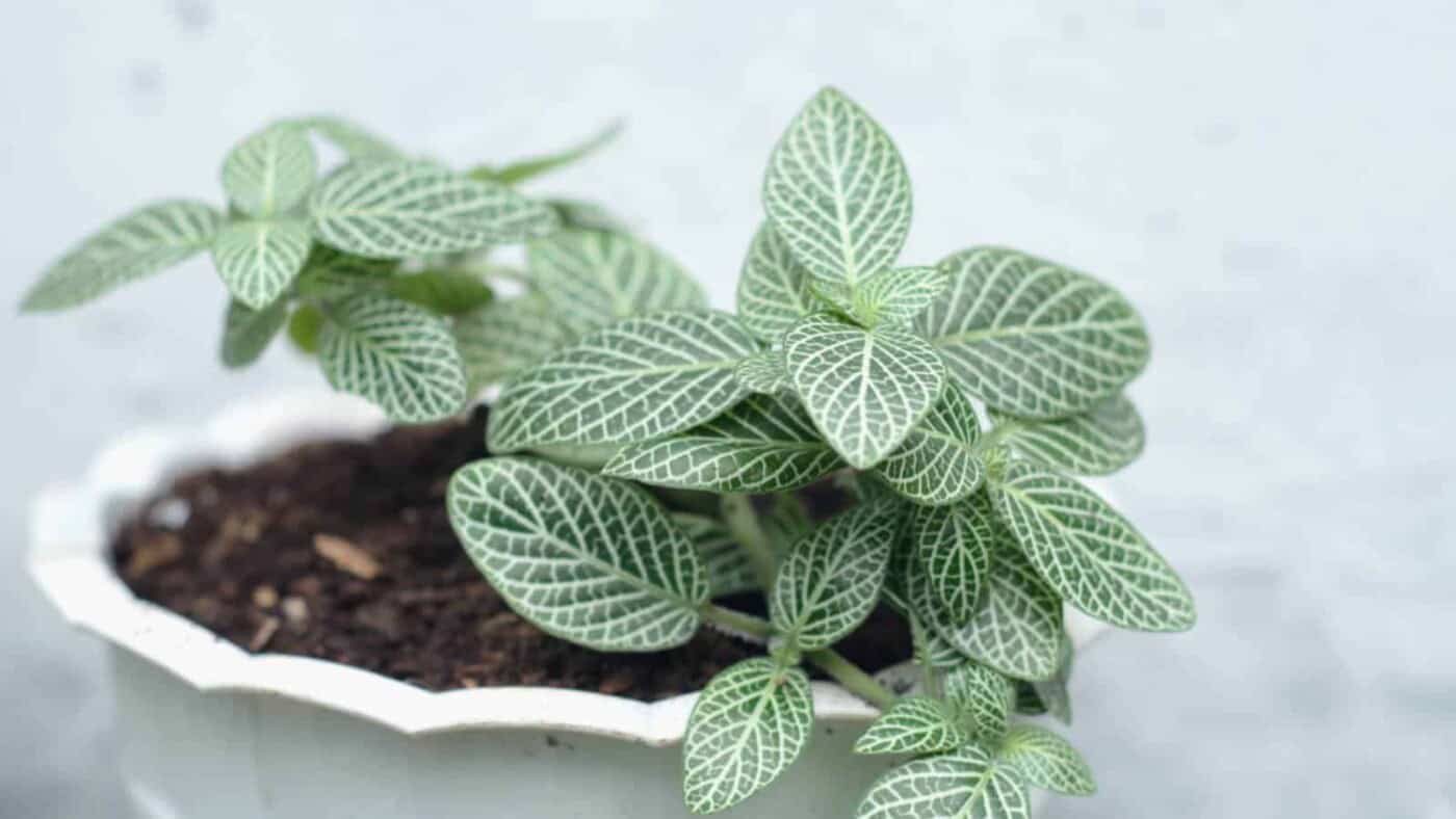 How To Grow and Care For Nerve Plant (Fittonia)