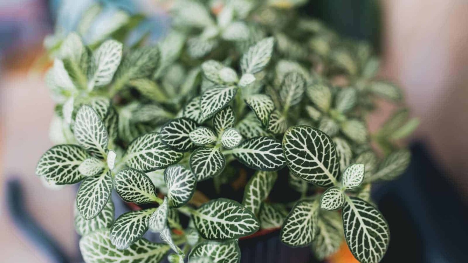 How To Grow and Care For Nerve Plant (Fittonia)
