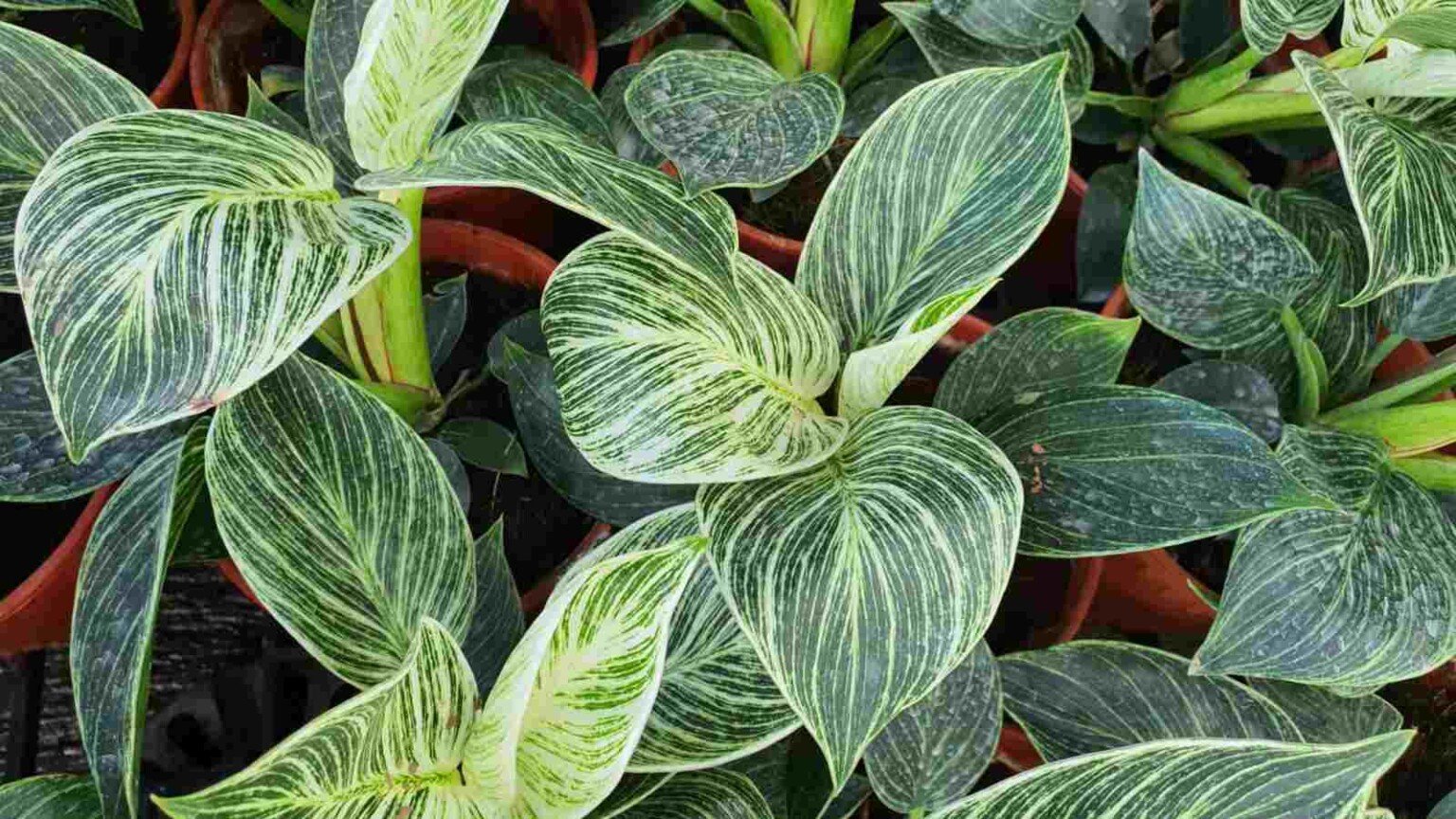 How to Grow and Care for Philodendron Birkin Plant