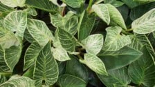 How to Grow and Care for Philodendron Birkin Plant