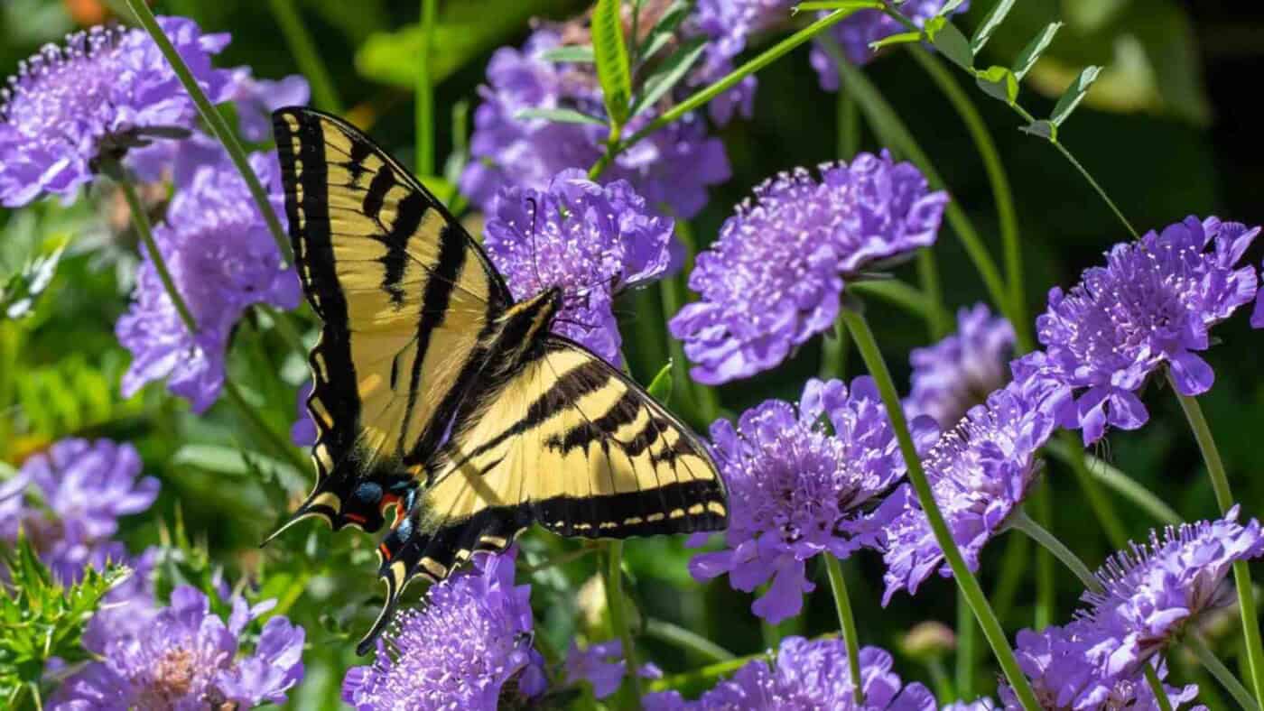 How to Plant, Grow, and Care for Pincushion Flower (Scabiosa)