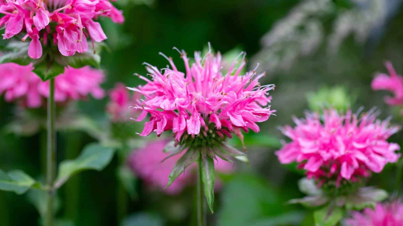 How to Plant, Grow, and Care for Bee Balm (Monarda)
