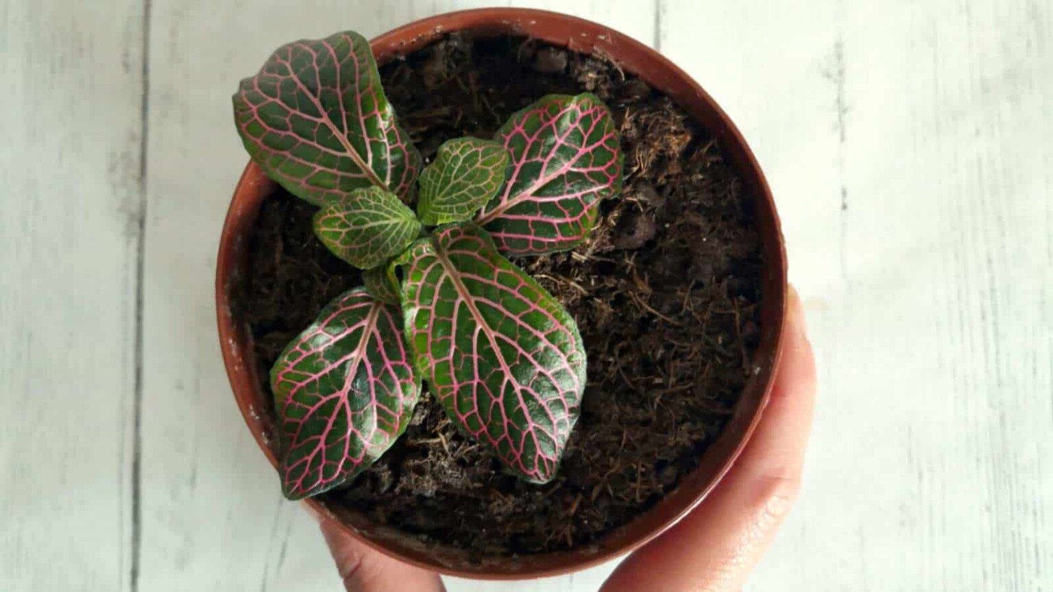 How To Grow and Care For Nerve Plant (Fittonia)