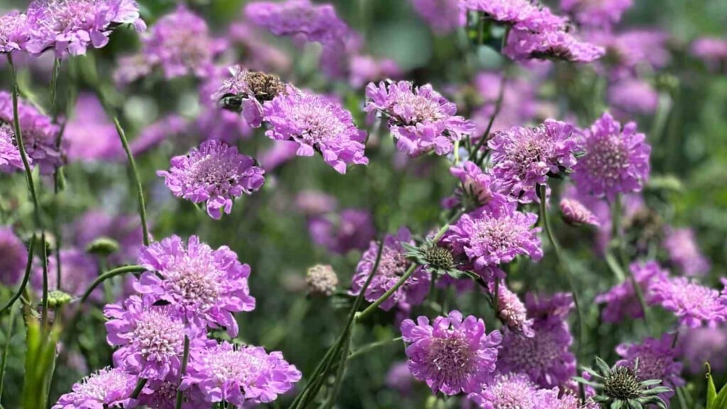How to Plant, Grow, and Care for Pincushion Flower (Scabiosa)