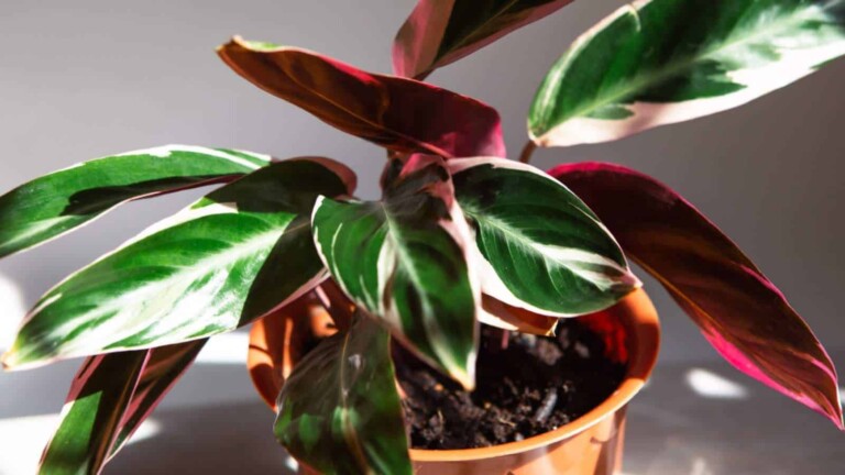 How to Grow and Care for Stromanthe Triostar (Complete Guide)