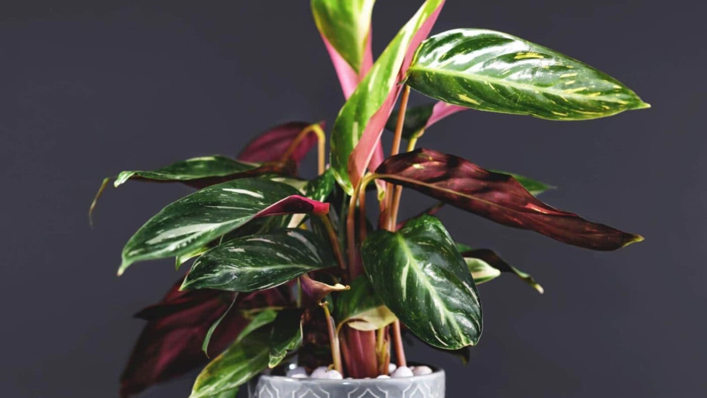 How to Grow and Care for Stromanthe Triostar (Complete Guide)