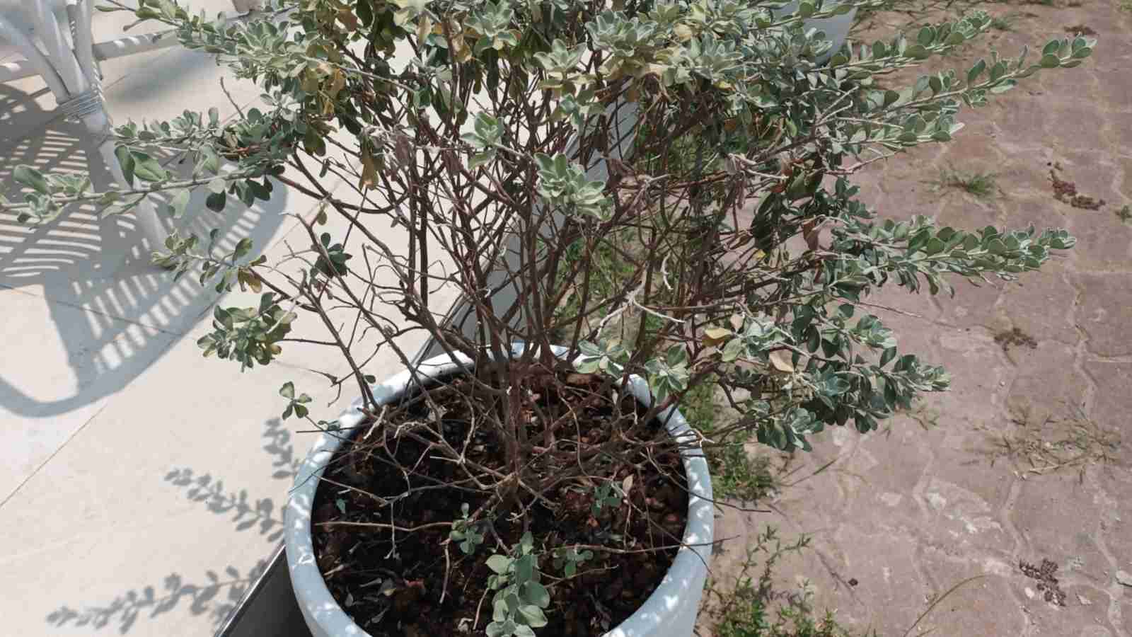How to Plant, Grow, and Care for Texas Sage (Cenizo)