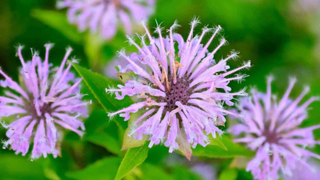 How to Plant, Grow, and Care for Bee Balm (Monarda)