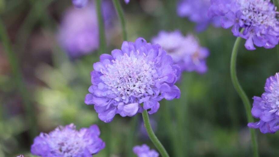 How to Plant, Grow, and Care for Pincushion Flower (Scabiosa)