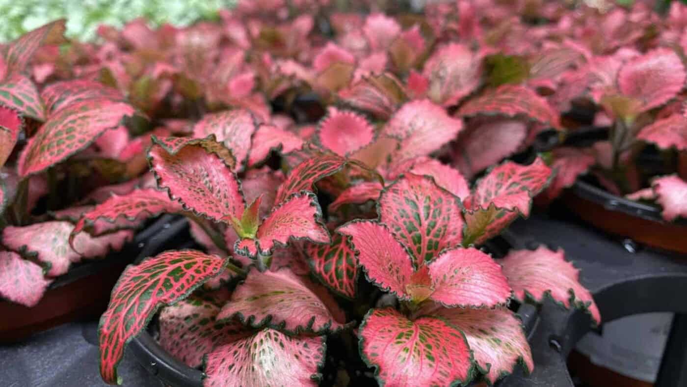 How To Grow and Care For Nerve Plant (Fittonia)
