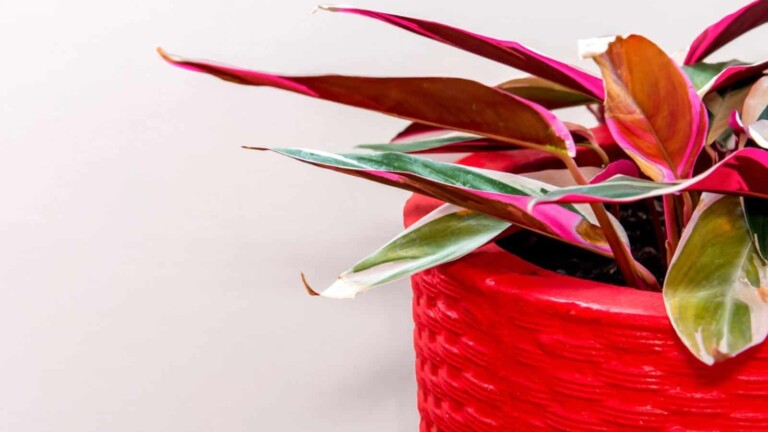 How to Grow and Care for Stromanthe Triostar (Complete Guide)