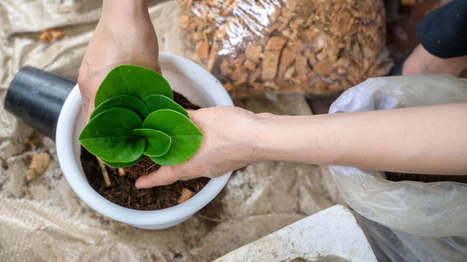 Peperomia Obtusifolia Care Guide and Tips for Beginners