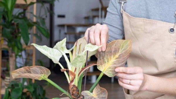 How to Grow and Care for Philodendron Birkin Plant