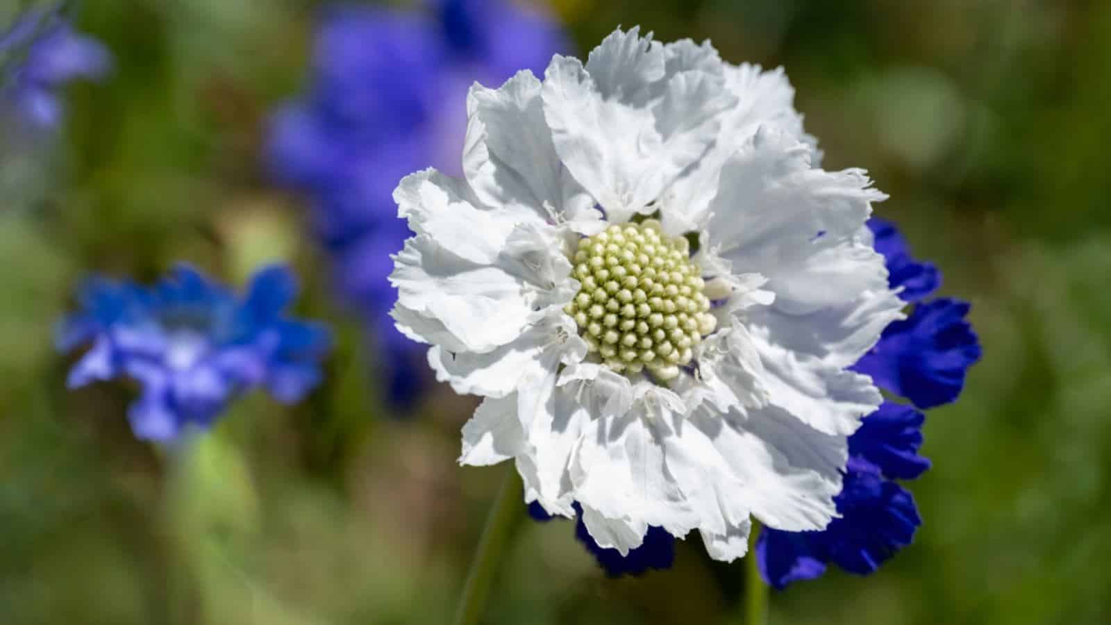 How to Plant, Grow, and Care for Pincushion Flower (Scabiosa)