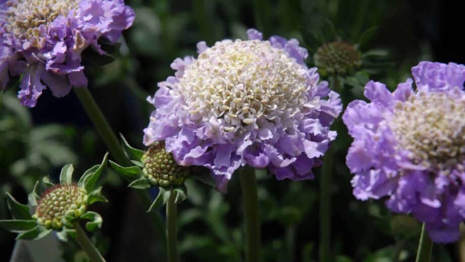 How to Plant, Grow, and Care for Pincushion Flower (Scabiosa)