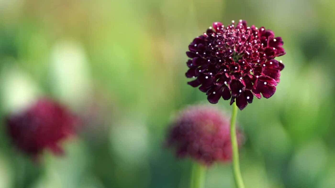 How to Plant, Grow, and Care for Pincushion Flower (Scabiosa)