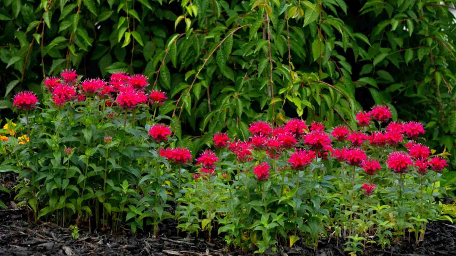 How to Plant, Grow, and Care for Bee Balm (Monarda)
