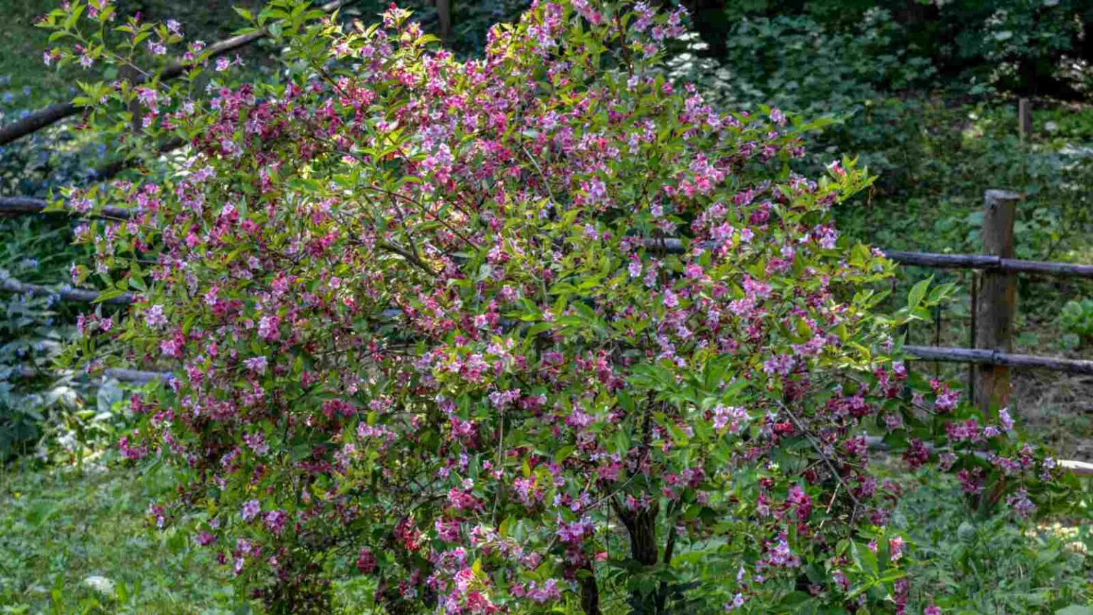 How to Plant, Grow, and Care for Weigela (Complete Guide)