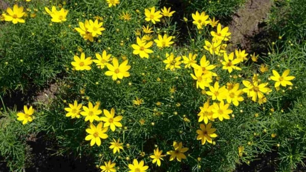 How to Plant, Grow, and Care for Coreopsis (Complete Guide)