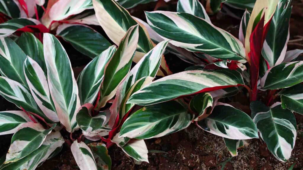 How to Grow and Care for Stromanthe Triostar (Complete Guide)