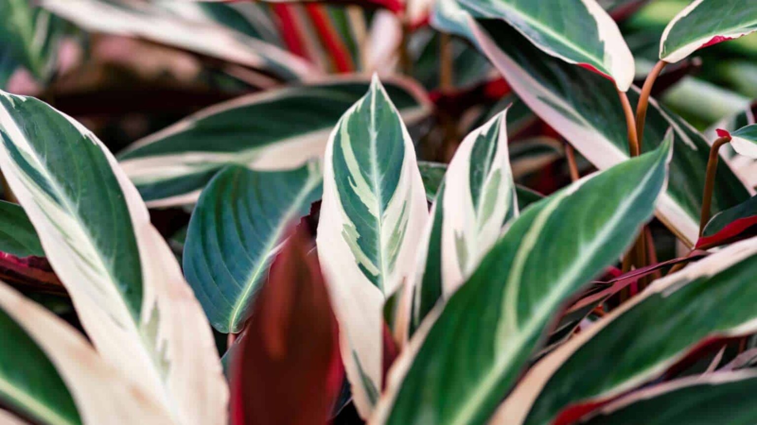 How to Grow and Care for Stromanthe Triostar (Complete Guide)