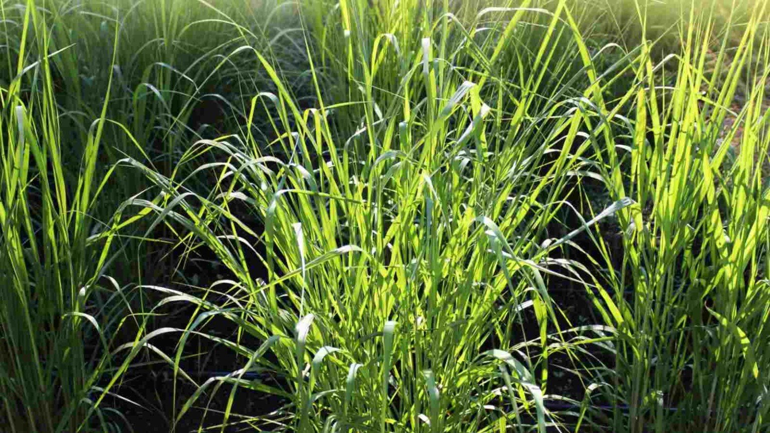 26 Best Ornamental Grasses for Low Maintenance Yards