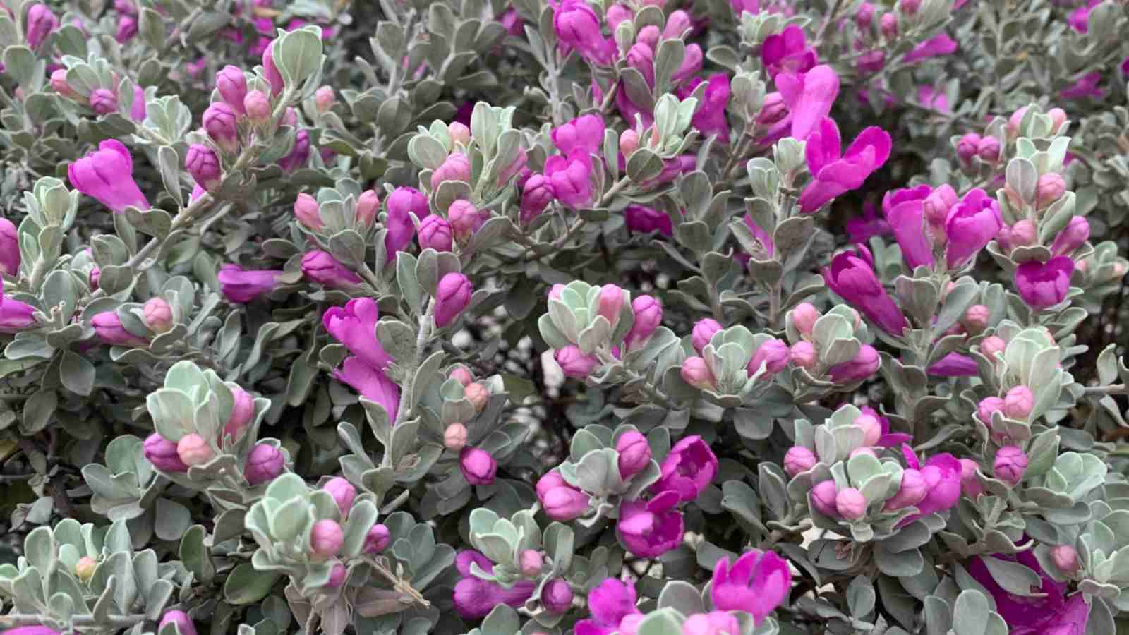 How to Plant, Grow, and Care for Texas Sage (Cenizo)