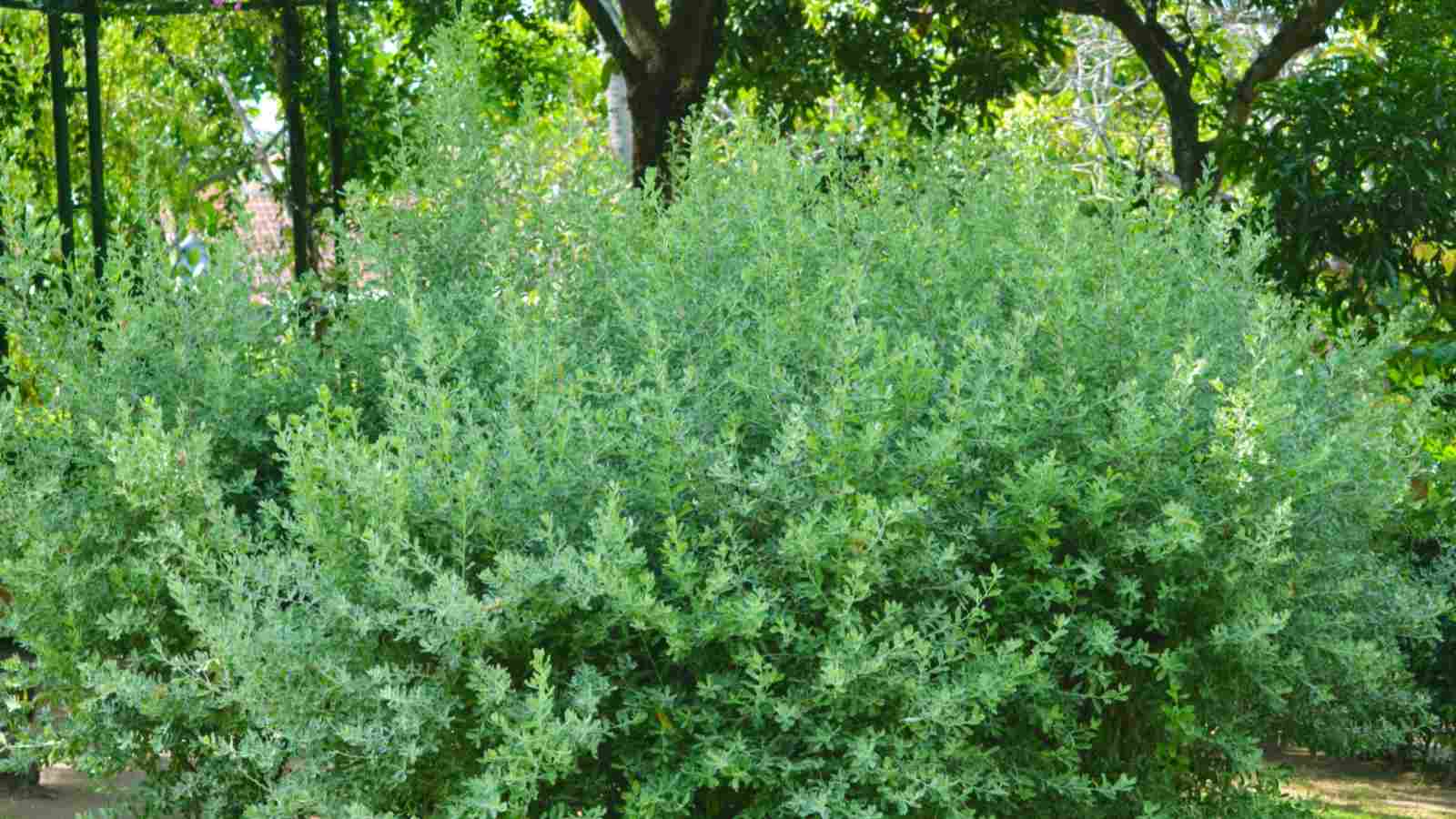 How to Plant, Grow, and Care for Texas Sage (Cenizo)