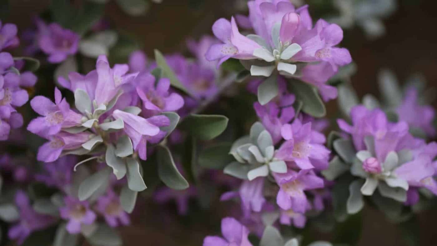 How to Plant, Grow, and Care for Texas Sage (Cenizo)