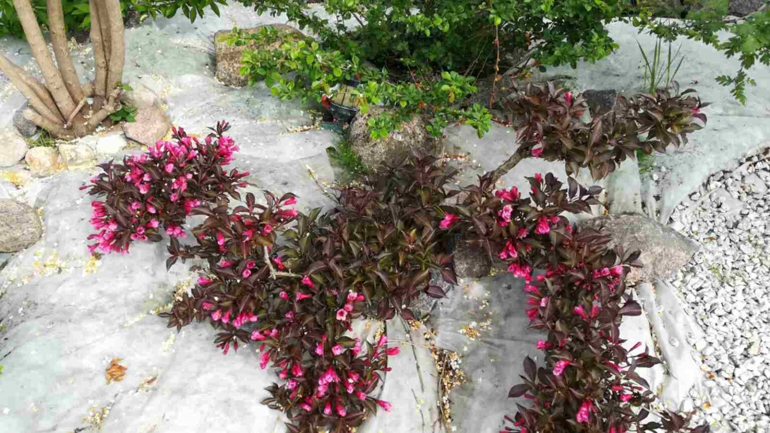How to Plant, Grow, and Care for Weigela (Complete Guide)