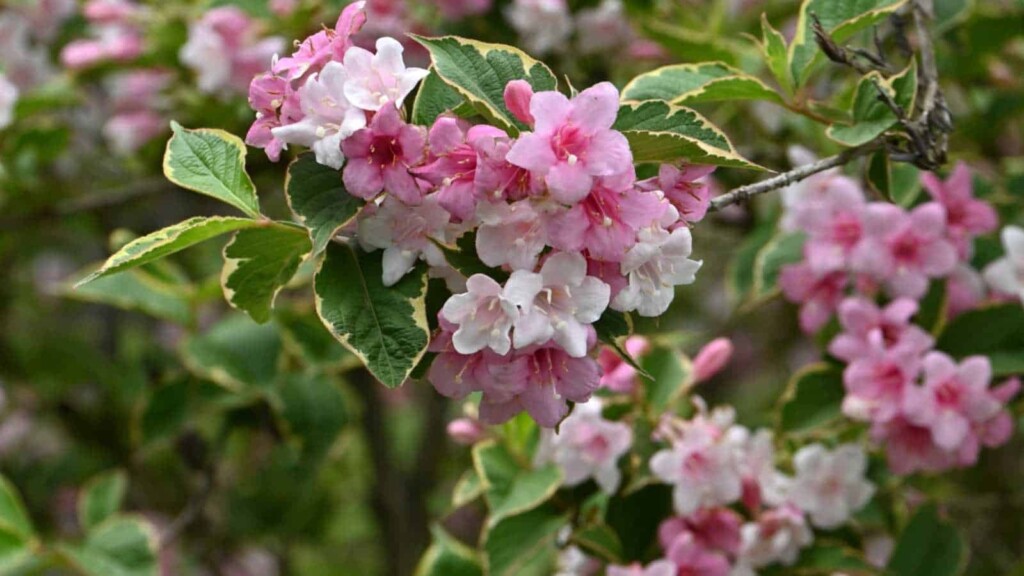 How to Plant, Grow, and Care for Weigela (Complete Guide)