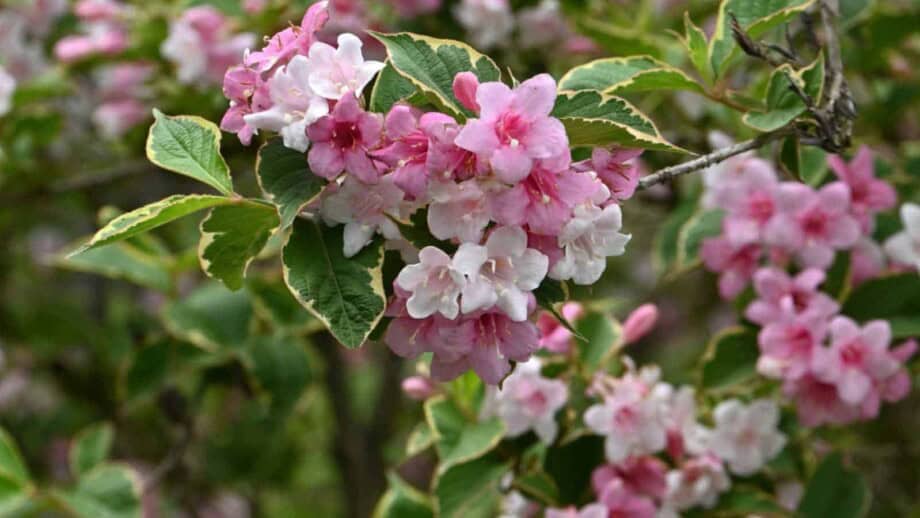 How to Plant, Grow, and Care for Weigela (Complete Guide)