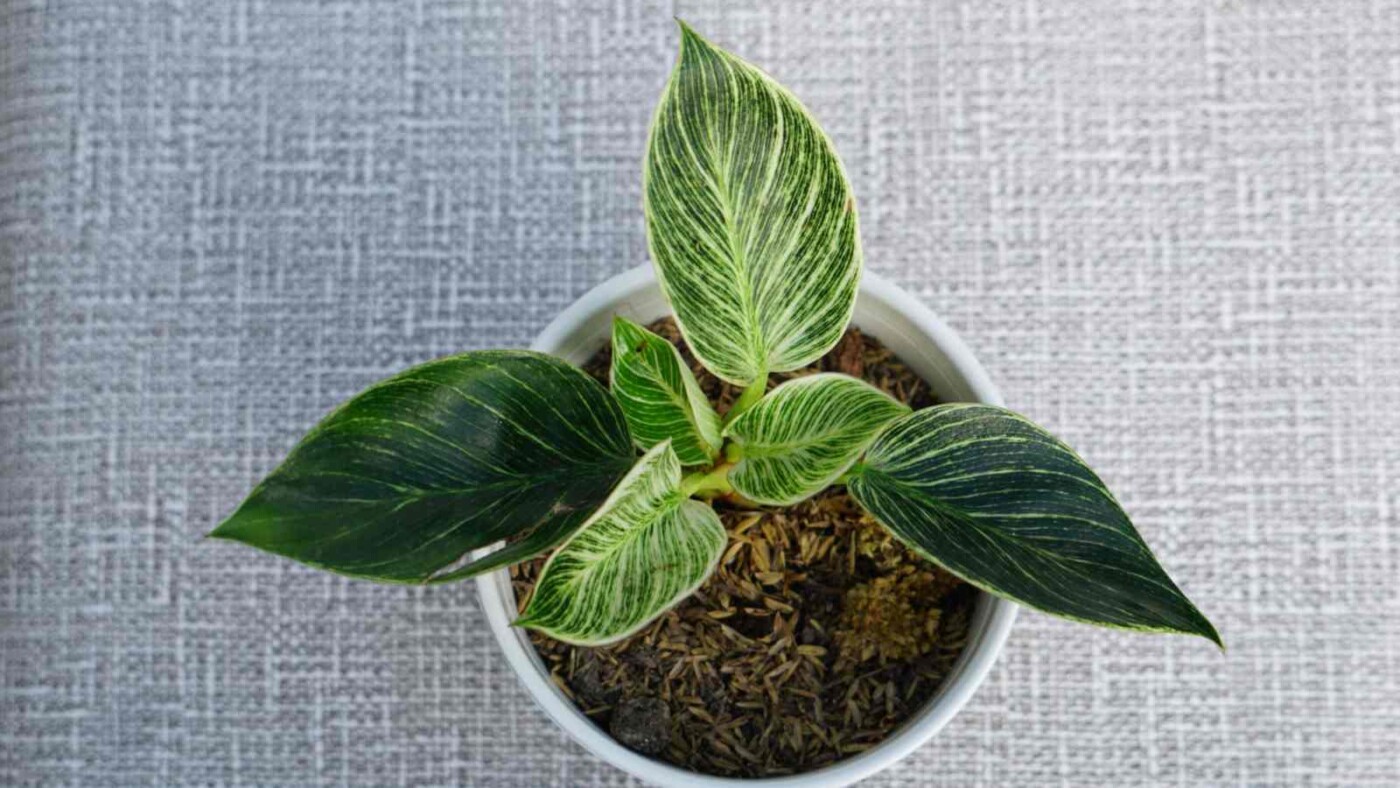 How to Grow and Care for Philodendron Birkin Plant