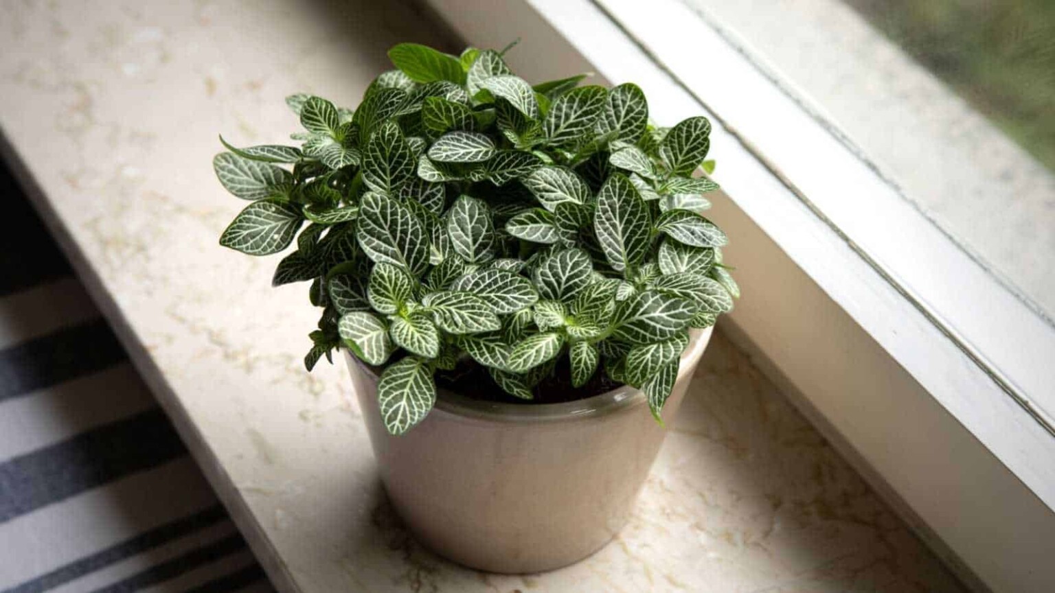 How To Grow and Care For Nerve Plant (Fittonia)