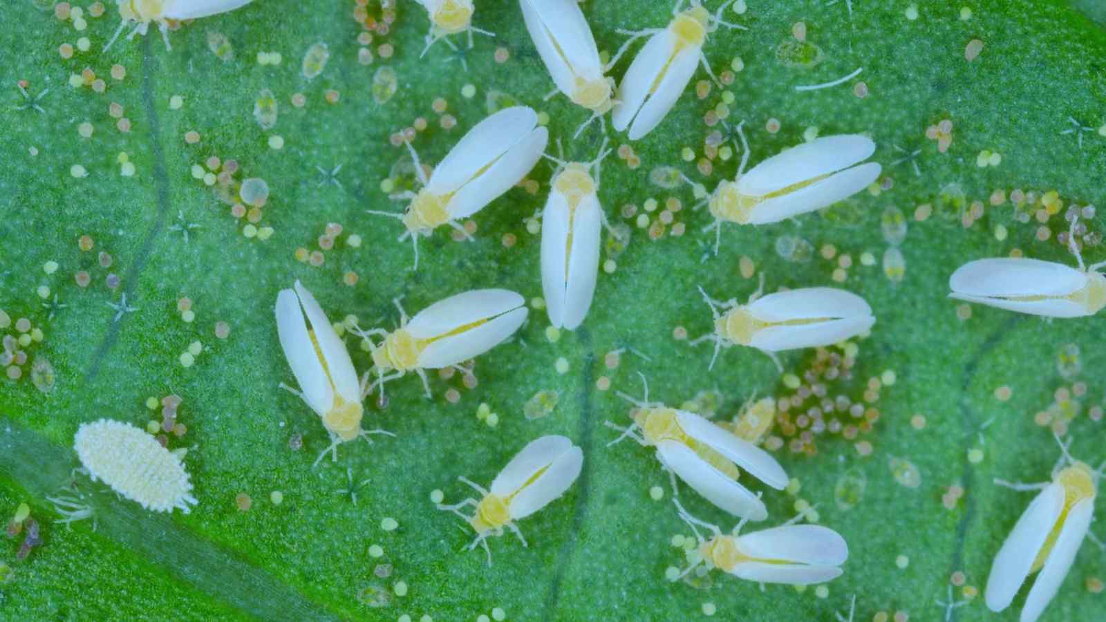 How to Plant, Grow, and Care for Mexican Petunia (Ruellia)