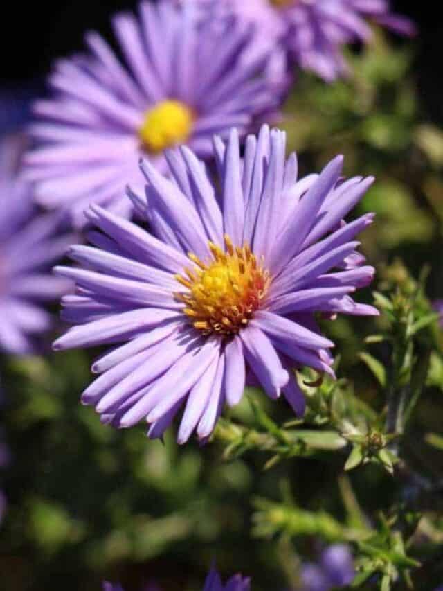 Growing and Caring for Aster Flowers – Complete Guide - Planet Natural