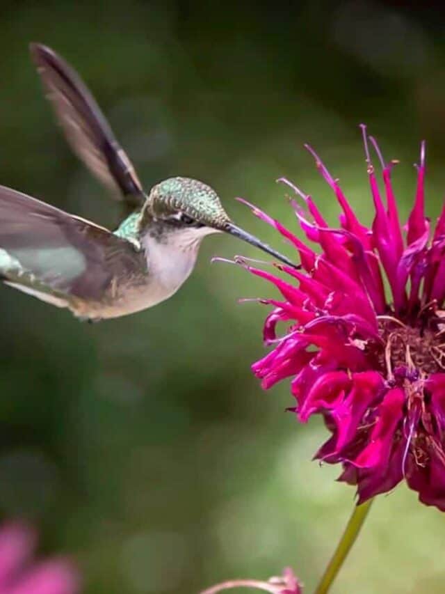 How to Plant, Grow, and Care for Bee Balm (Monarda) - Planet Natural