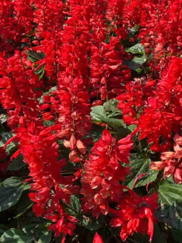How to Plant, Grow and Care for Cardinal Flower – Full Guide - Planet ...