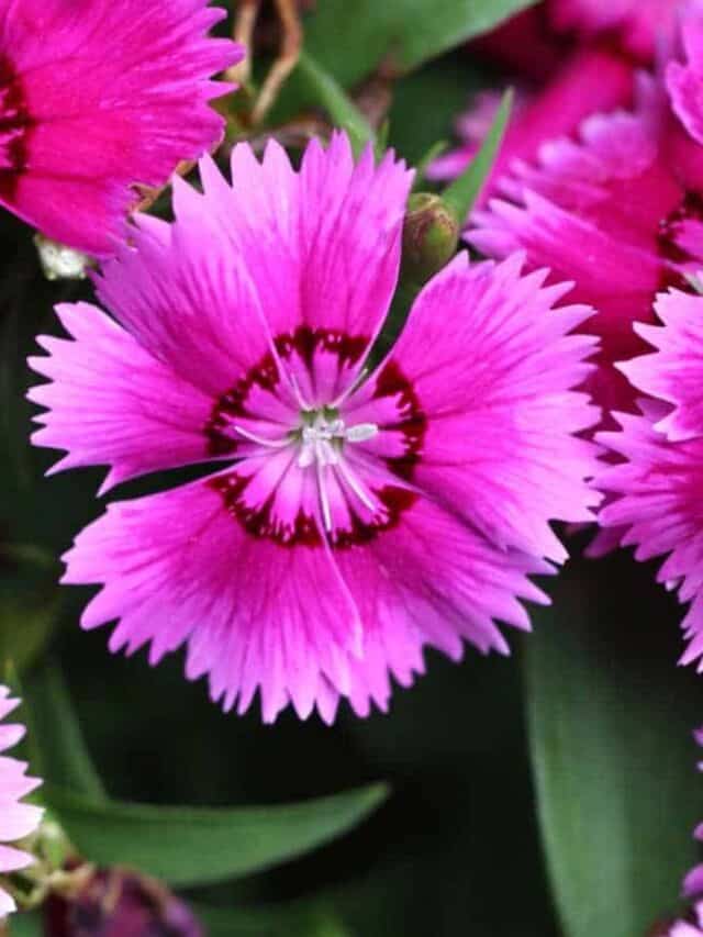 How to Plant, Grow and Care for Dianthus Flowers – Full Guide - Planet ...