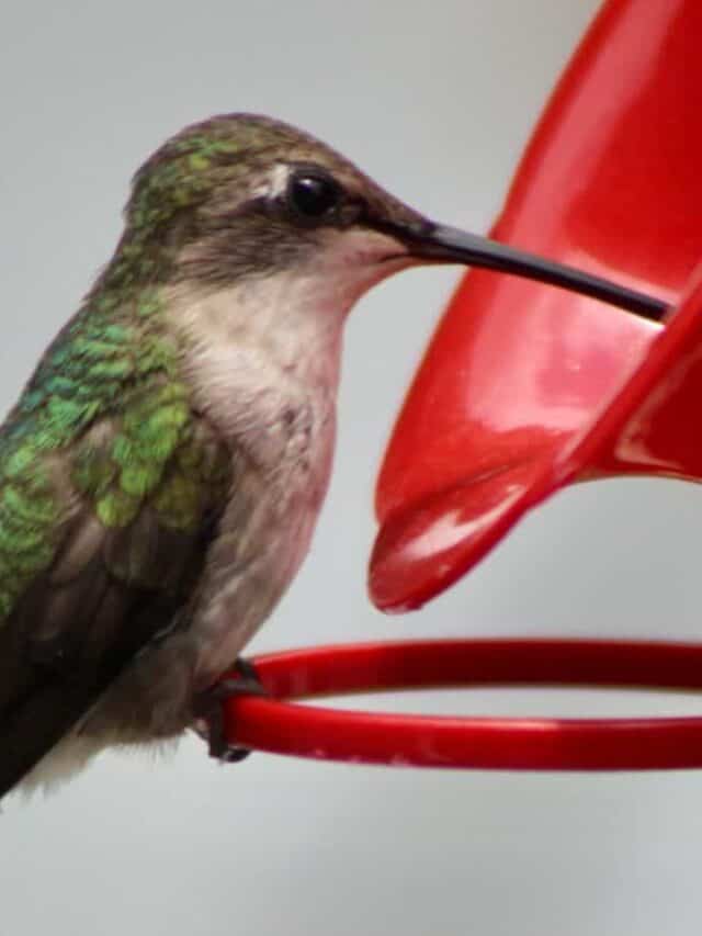Hummingbird Feeder: Complete Guide + Best Options in 2024 - Planet Natural