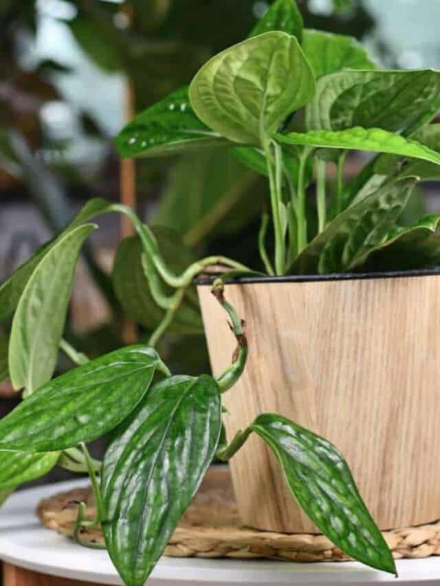 How to Plant, Grow, and Care for Monstera Peru Plant - Planet Natural
