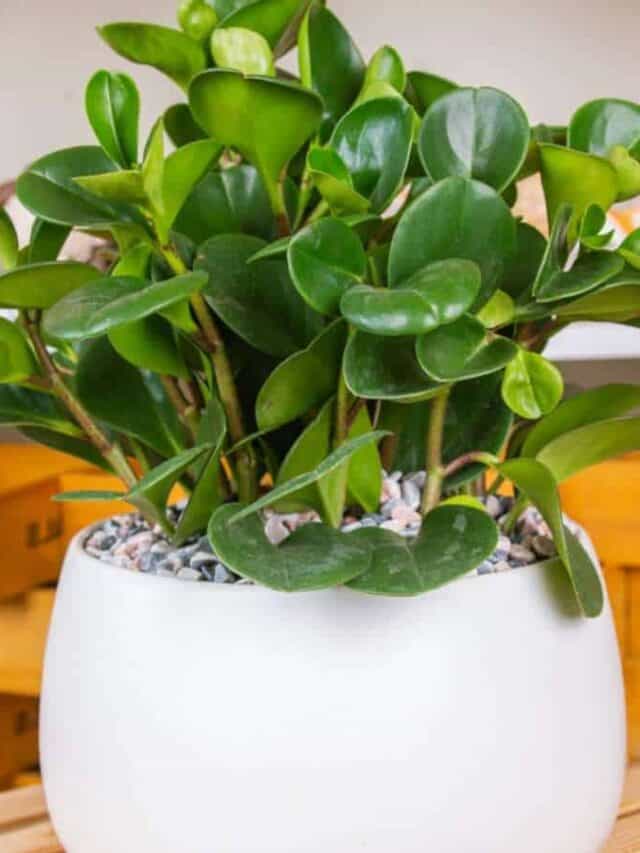 Peperomia Obtusifolia Care Guide and Tips for Beginners - Planet Natural