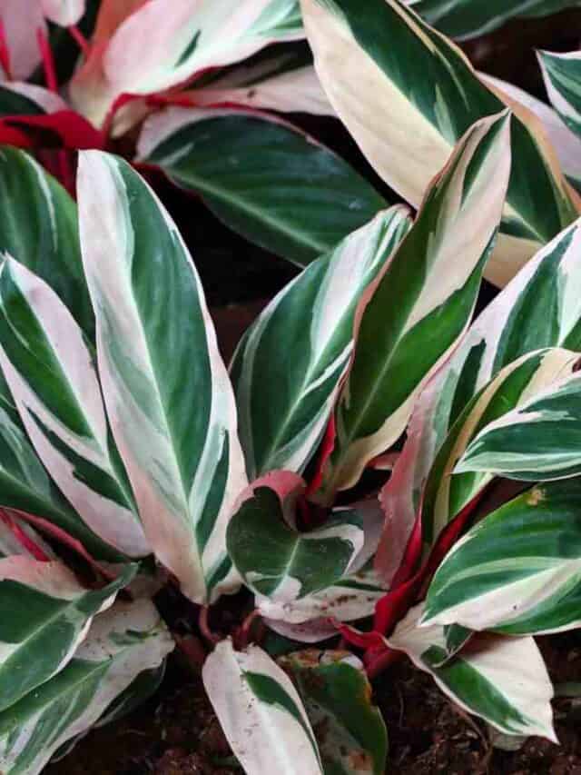 How to Grow and Care for Stromanthe Triostar (Complete Guide) - Planet ...