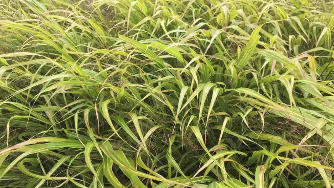 How to Plant, Grow, and Care for Hakone Grass - Complete Guide