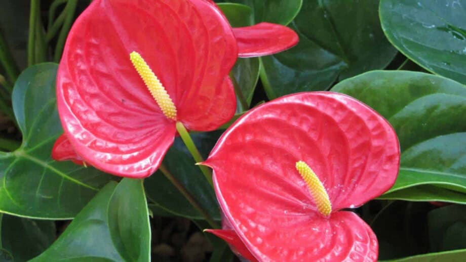 Exotic Flowers: A Visual Guide to The Most Beautiful Varieties