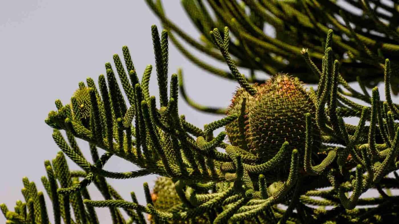 How to Plant, Grow, and Care for Norfolk Island Pine