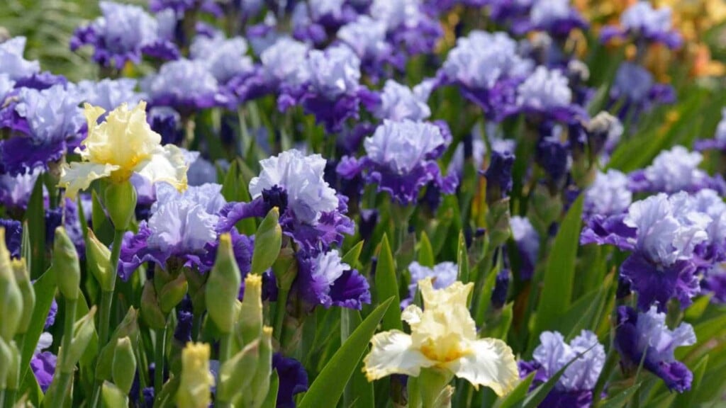 How to Plant, Grow, and Care for Iris Flower (Genus Iris)