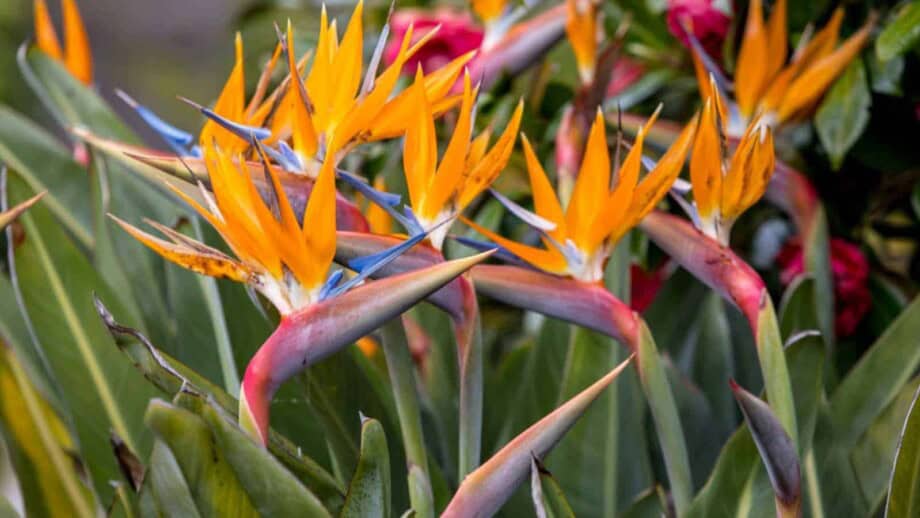 The Most Beautiful Orange Flowers for Your Garden - Visual Guide