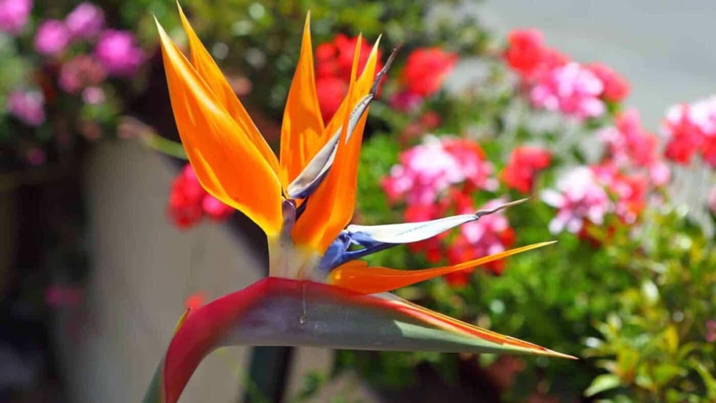 Exotic Flowers: A Visual Guide to The Most Beautiful Varieties